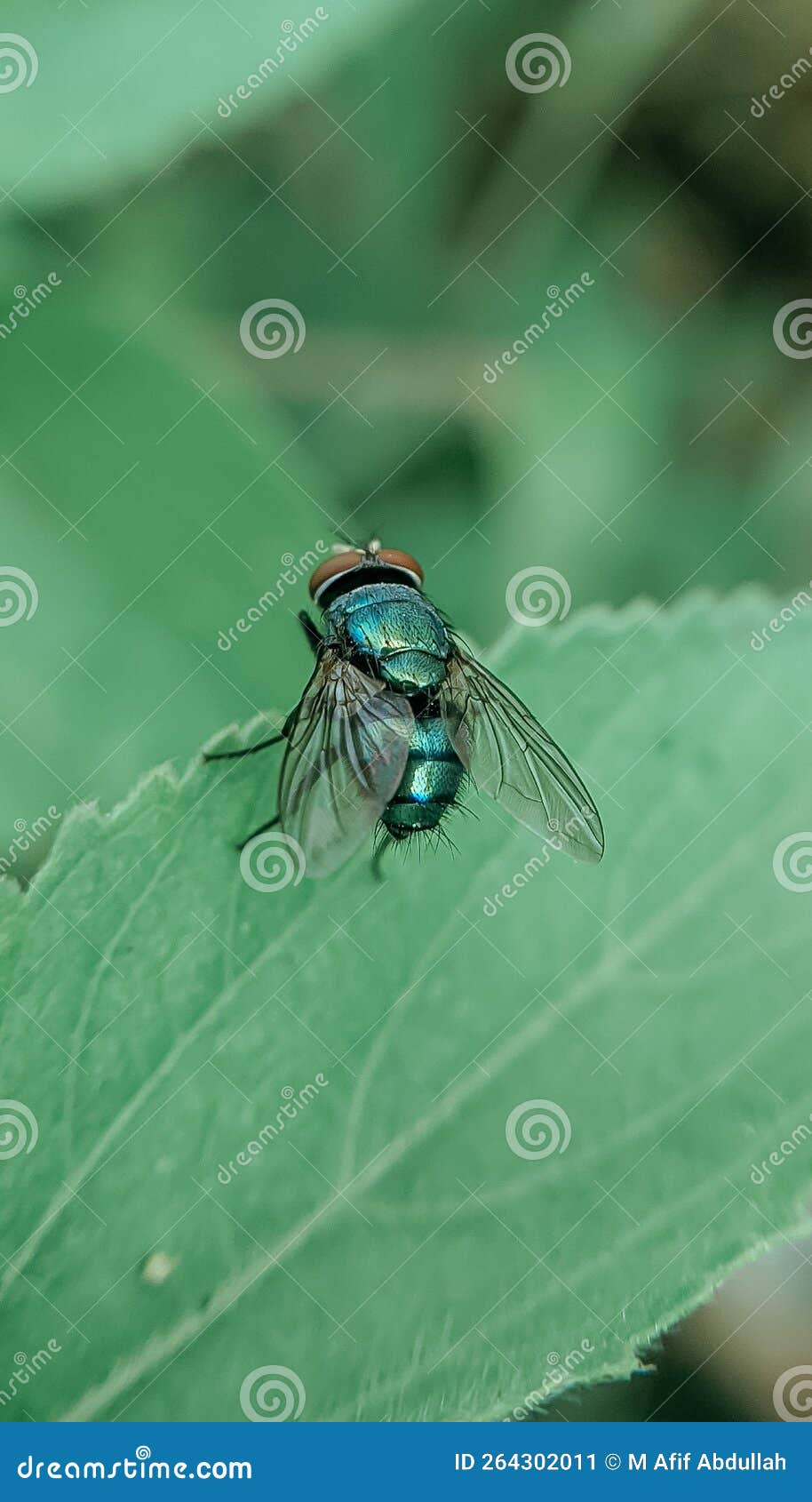 Flies on the Leaves in the Morning Stock Image - Image of called ...