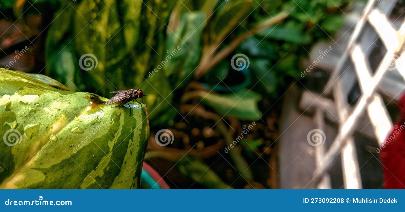 Flies are a Type of Insect from the Order Diptera. the Most Obvious ...