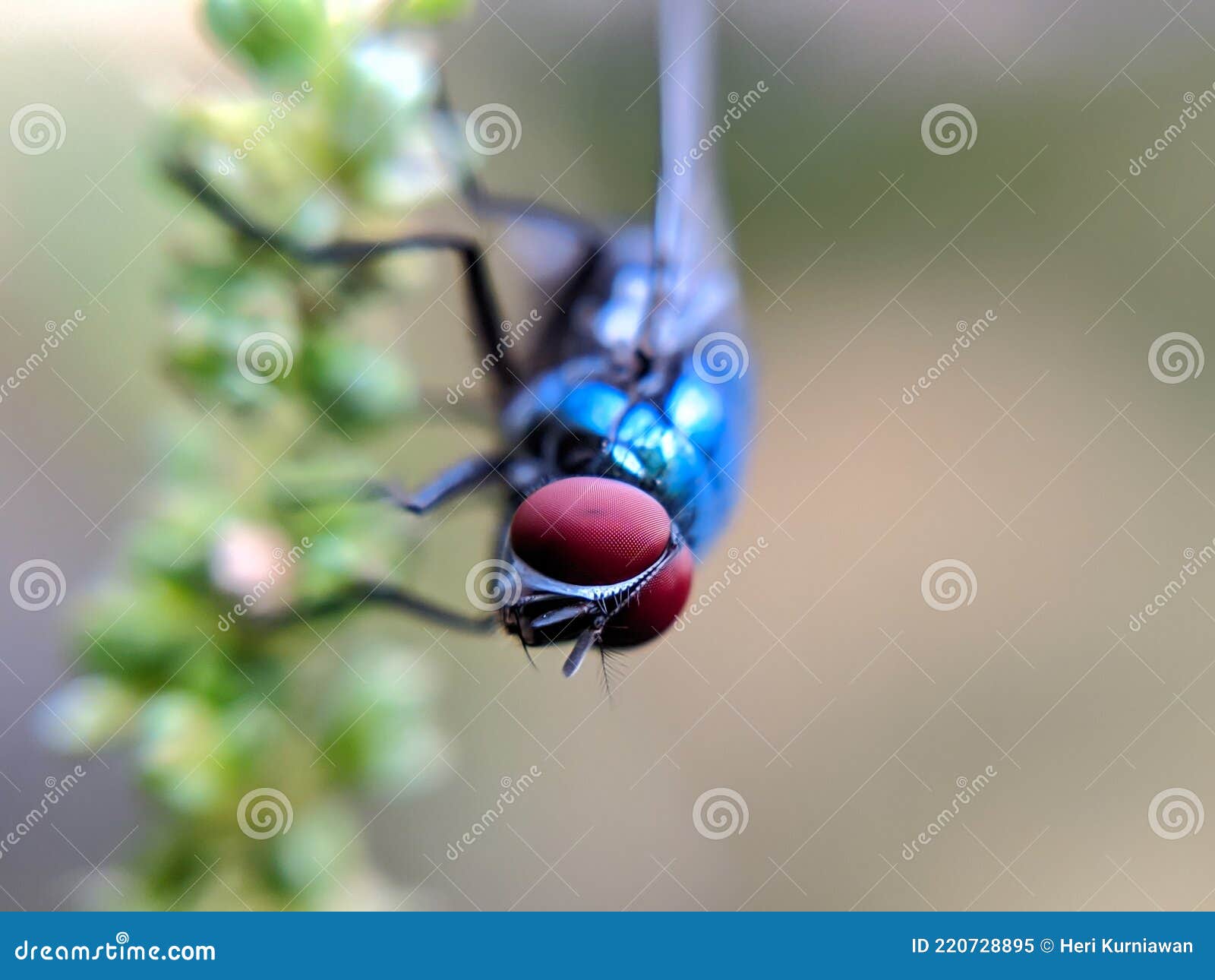 Flies that are on the Tops of Bush Leaves Stock Image - Image of ...