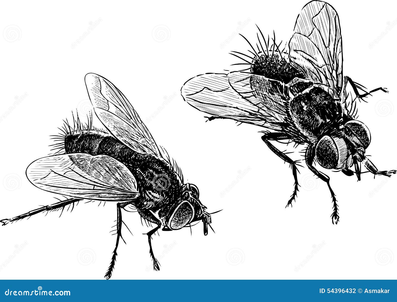 Flies stock vector. Illustration of closeup, pest, hand - 54396432