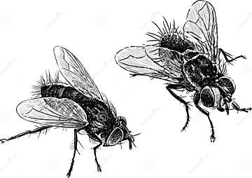 Flies stock vector. Illustration of closeup, pest, hand - 54396432