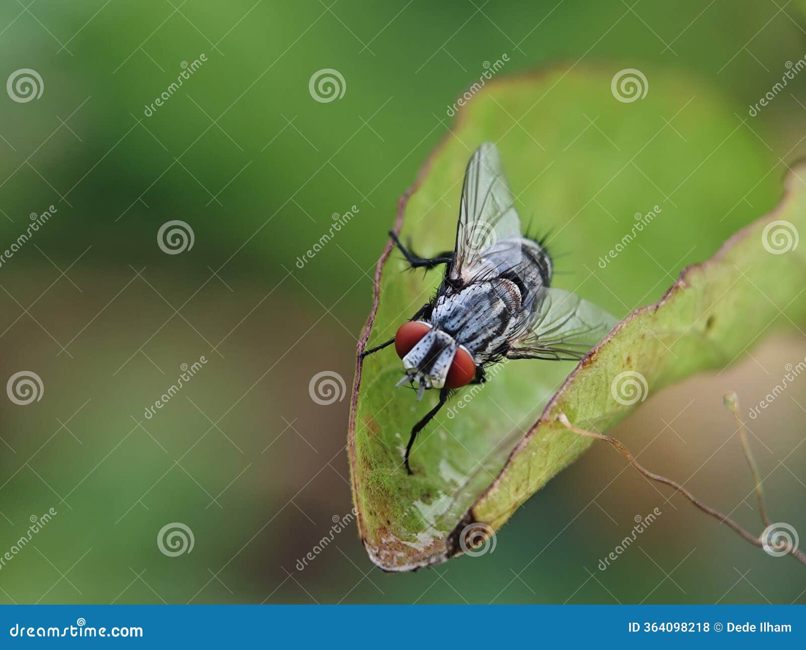 Very Small Red Bricks Garden House With Wooden Doors Surrounded With ...