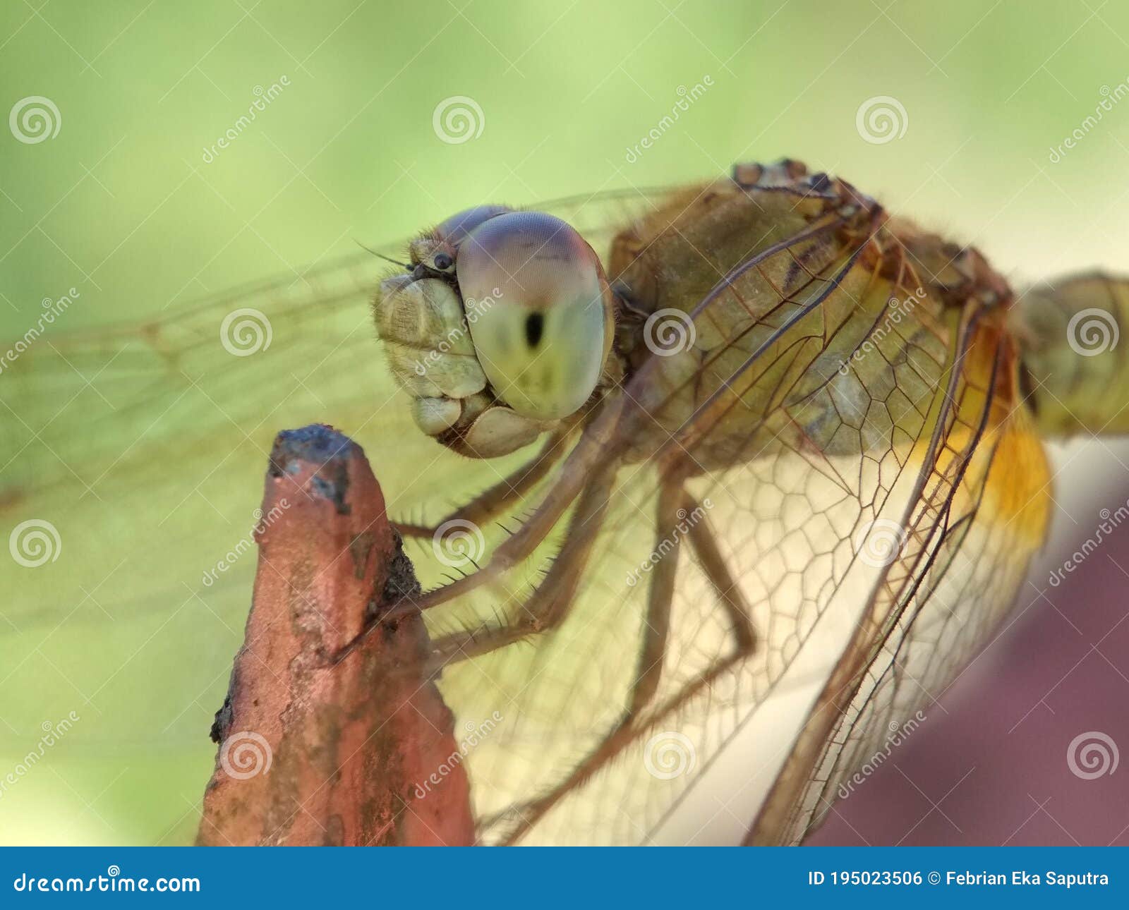 Dragonflies Perched on the Top of the Fence Stock Photo - Image of ...