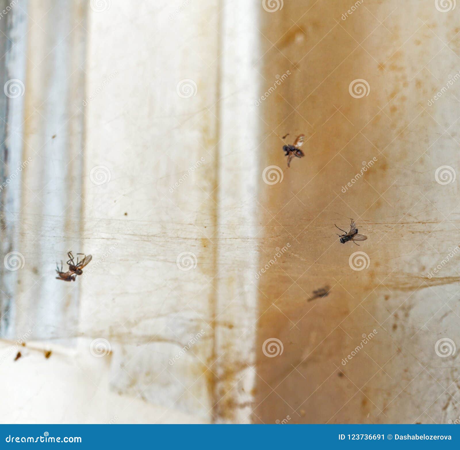 Flies in web at day stock image. Image of nature, dirty - 123736691