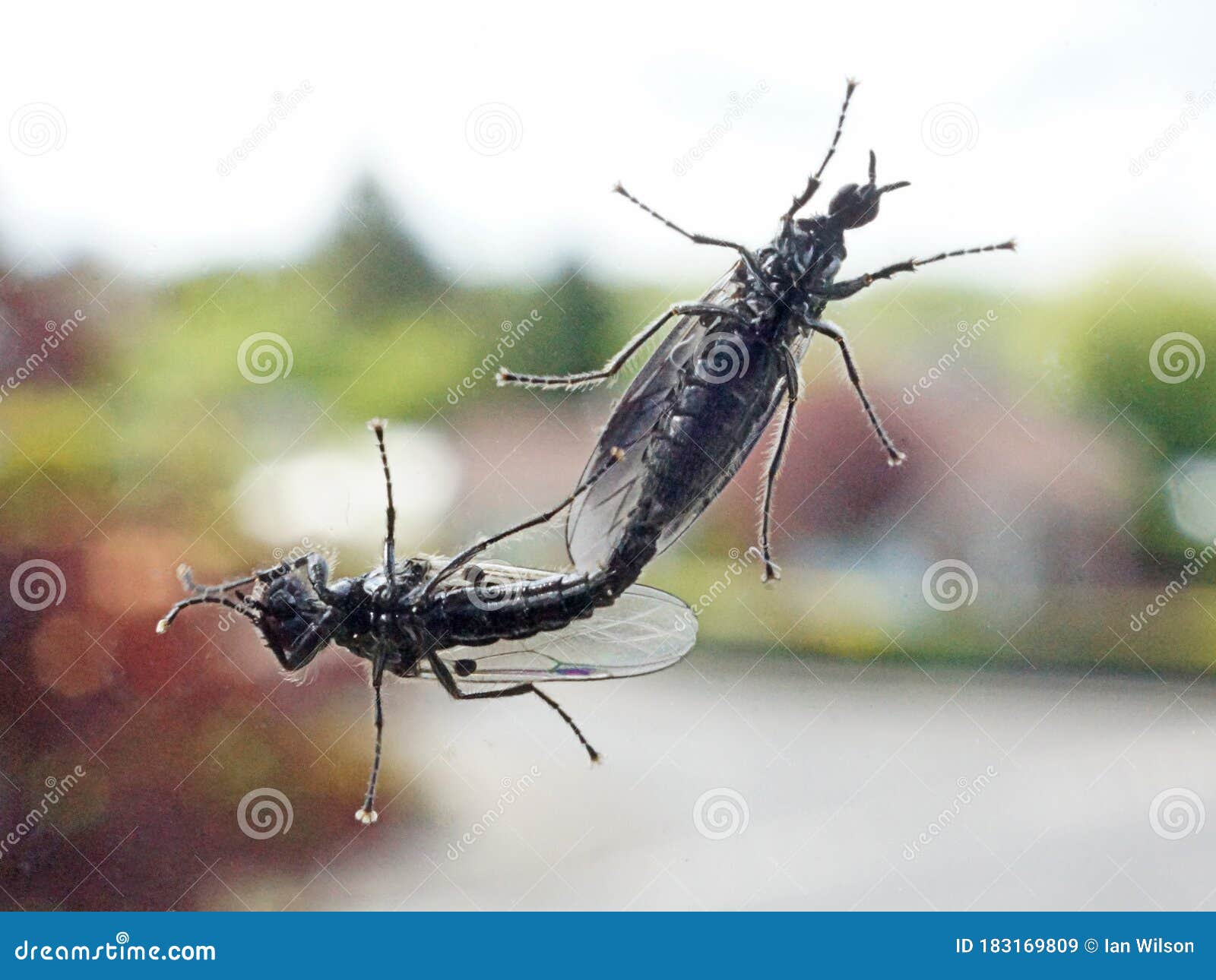 Flies on a window stock image. Image of mate, flies - 183169809