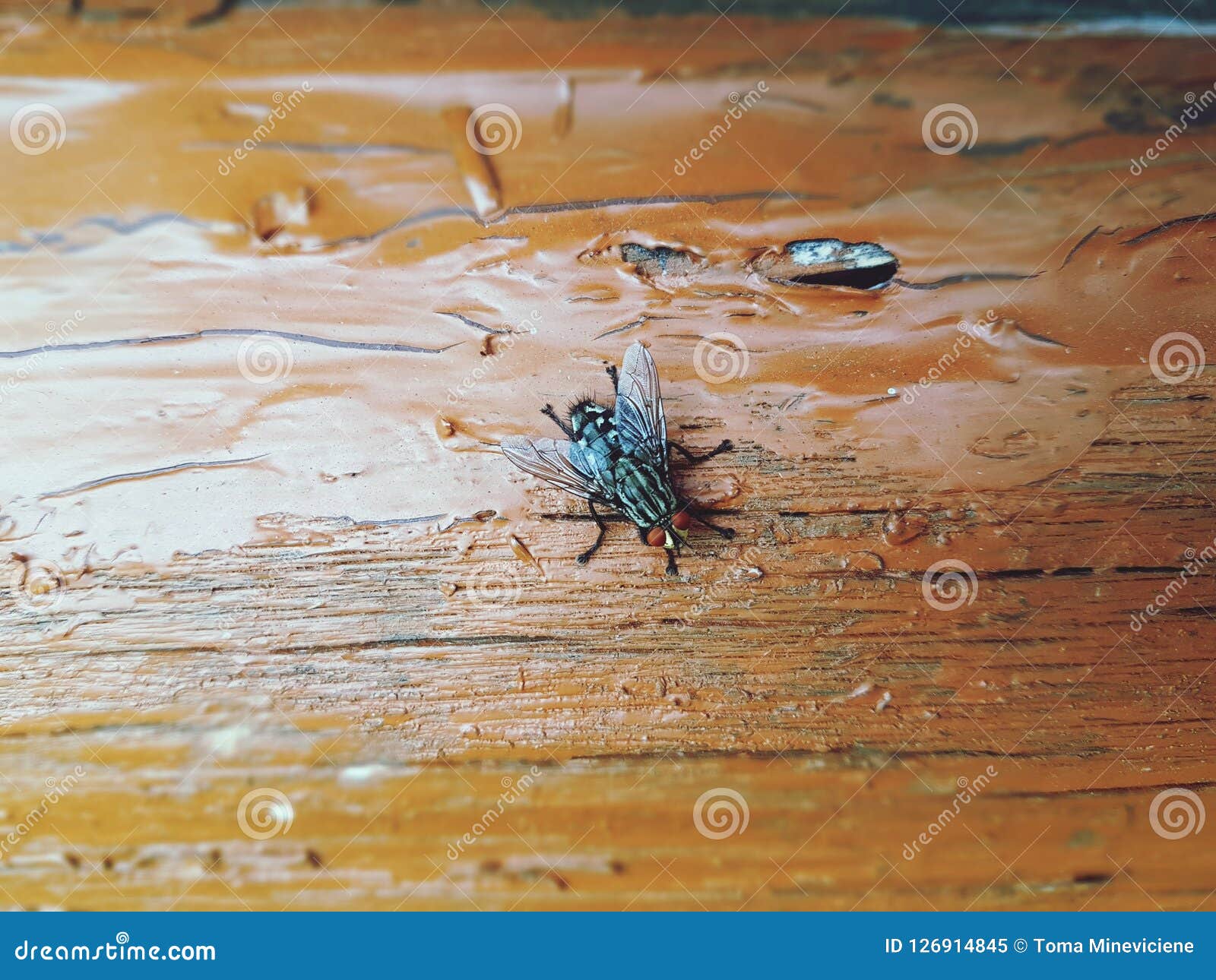 Flies stock image. Image of painting, texture, paint - 126914845