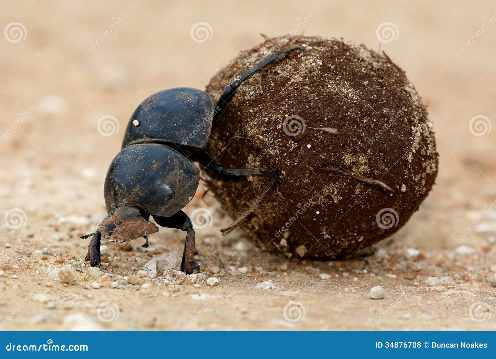 Flighless Dung Beetle Rolling Ball Stock Photo - Image of beetle ...