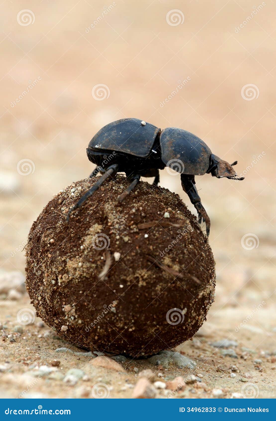 Flighless Dung Beetle Rolling Dung Ball Stock Image - Image of rolling ...