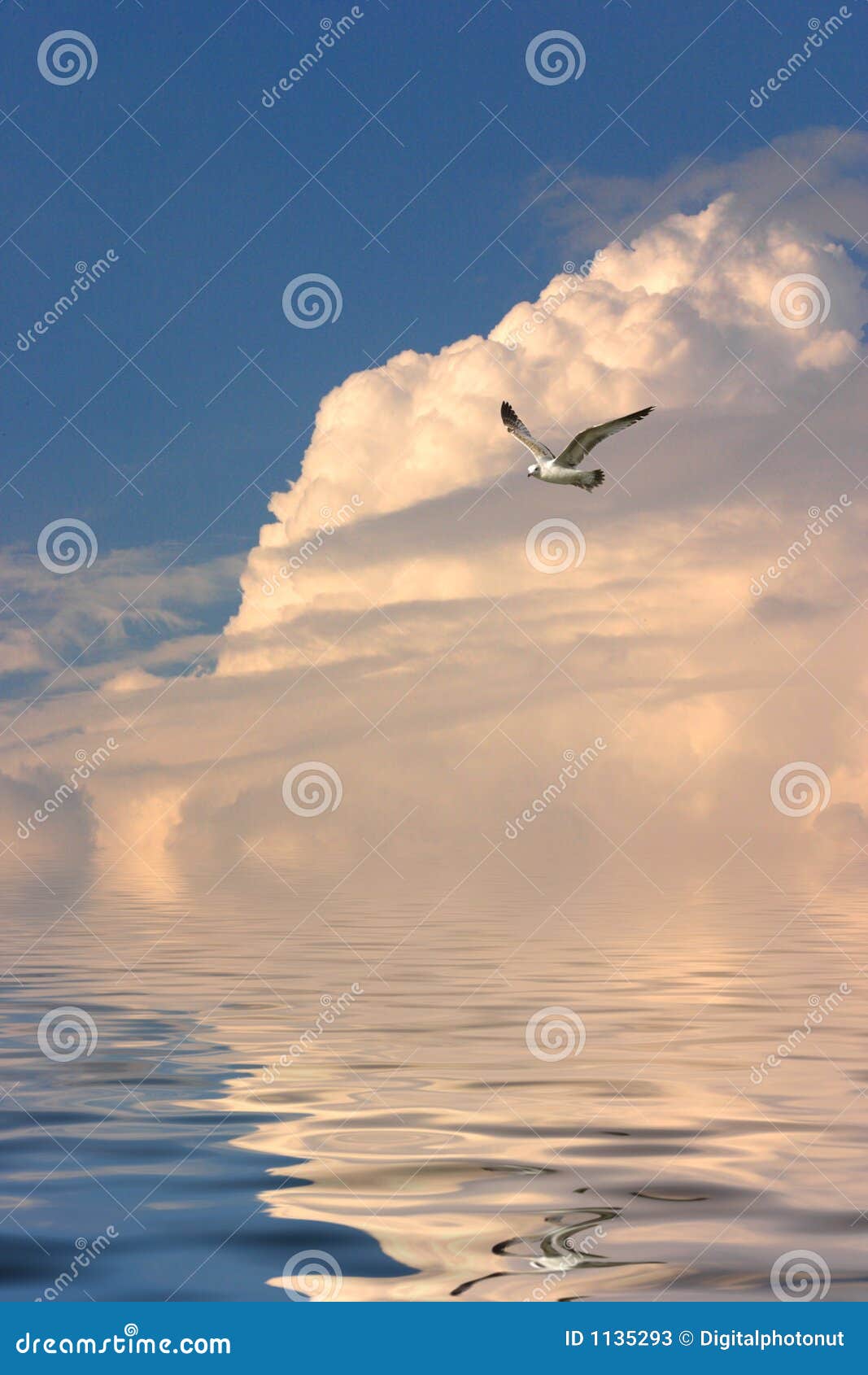 In Flight Picture. Image: 1135293