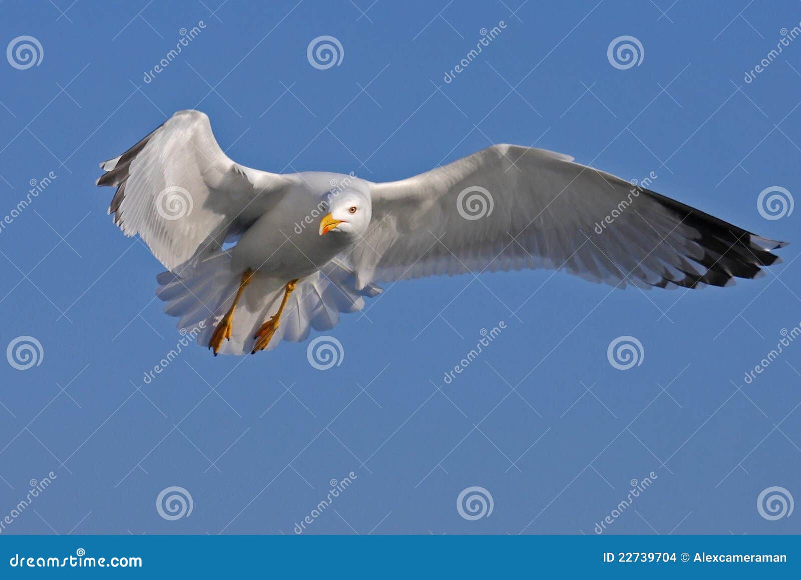 Flight stock photo. Image of gull, flying, soar, gestures - 22739704