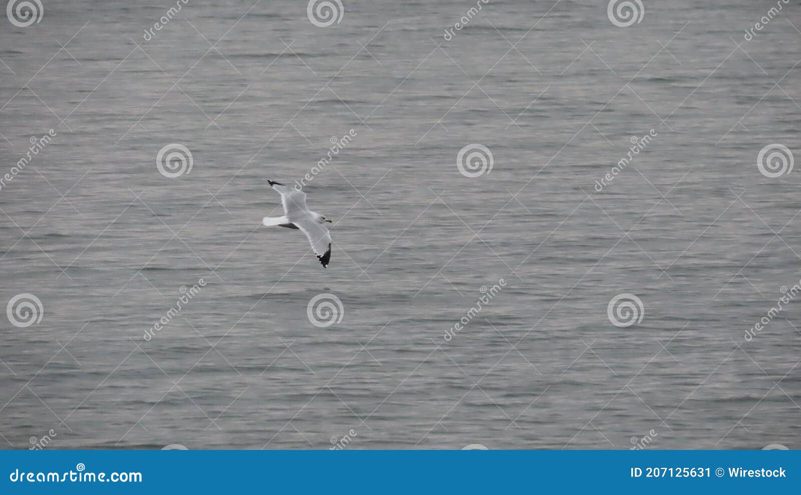In Flight Above Wavy Waters Stock Image - Image of bird, wings: 207125631
