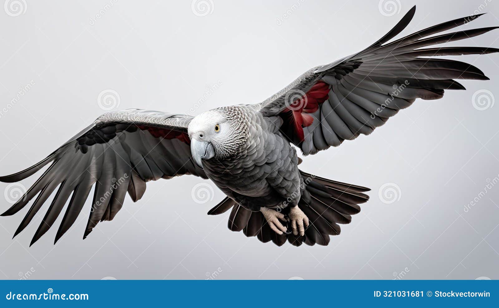 Flight african grey bird stock illustration. Illustration of talons ...