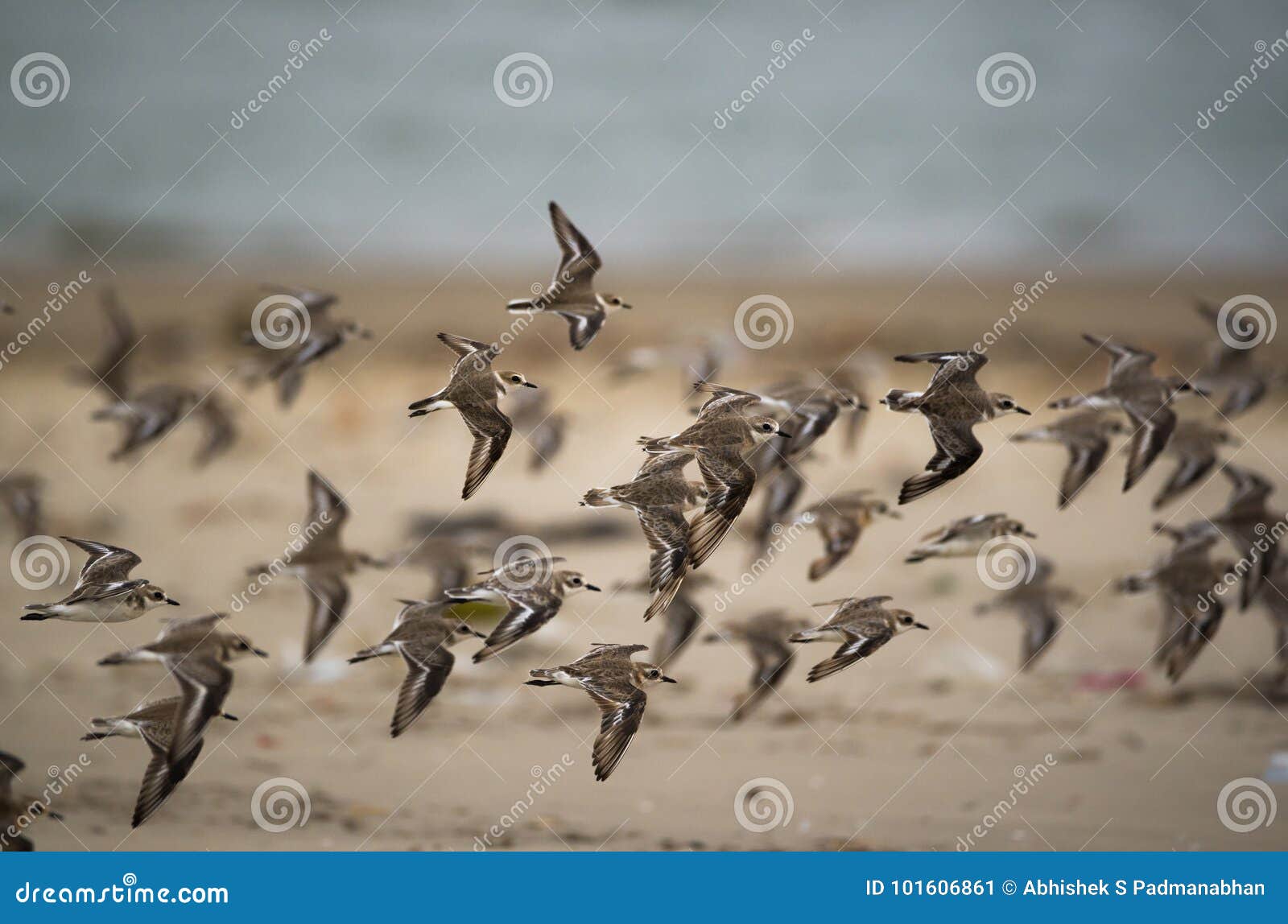 Flight in the beach stock image. Image of dawn, flight - 101606861