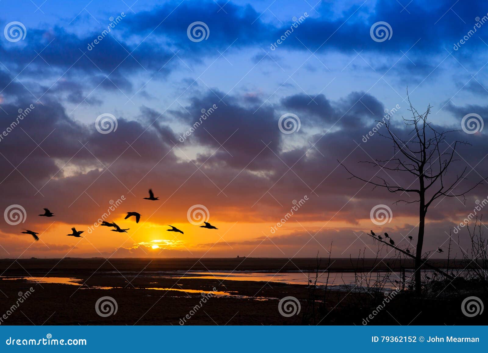Flight of Birds at Dawn stock photo. Image of birds, sunset - 79362152