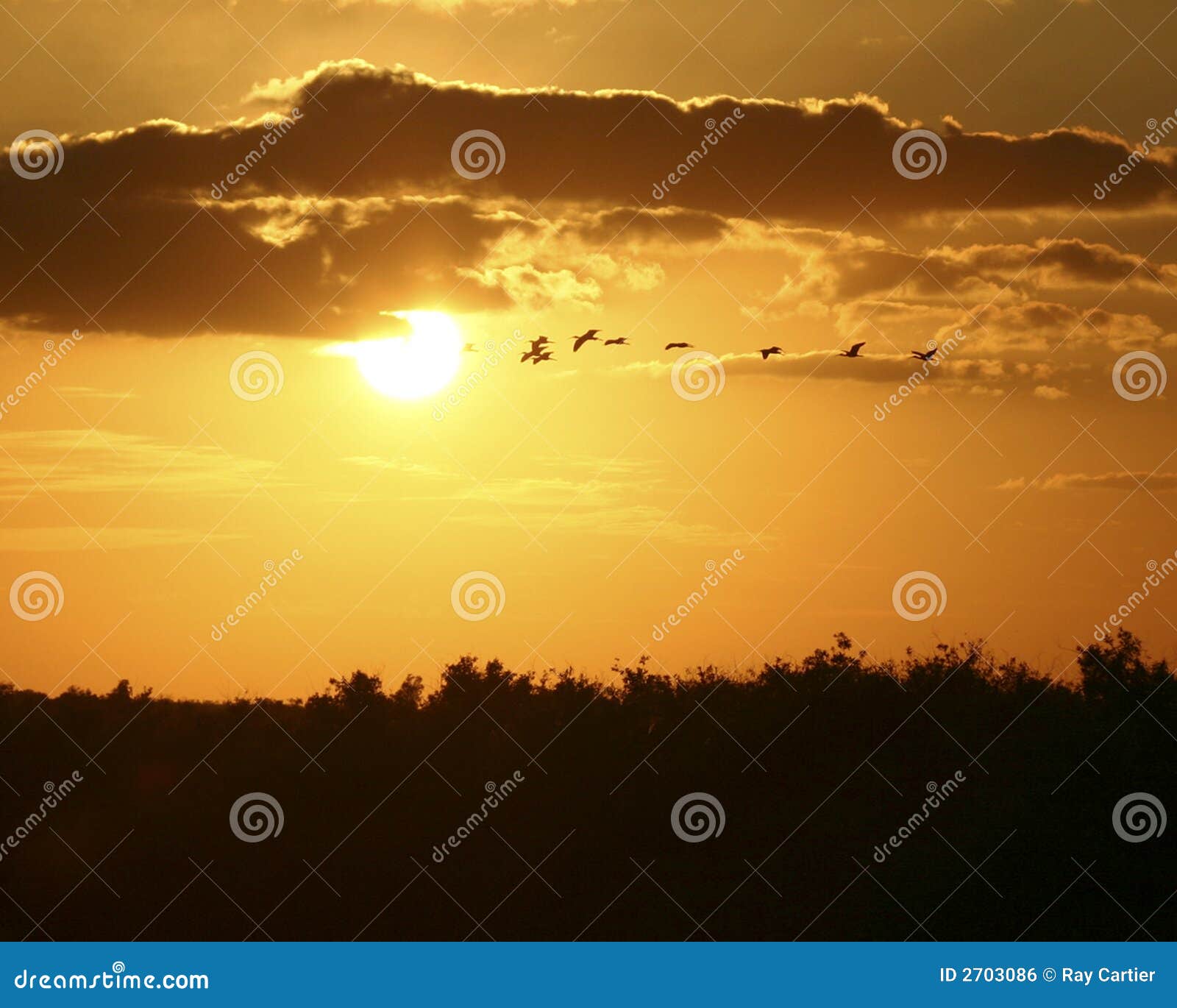 Flight of birds in sunset stock photo. Image of wildlife - 2703086
