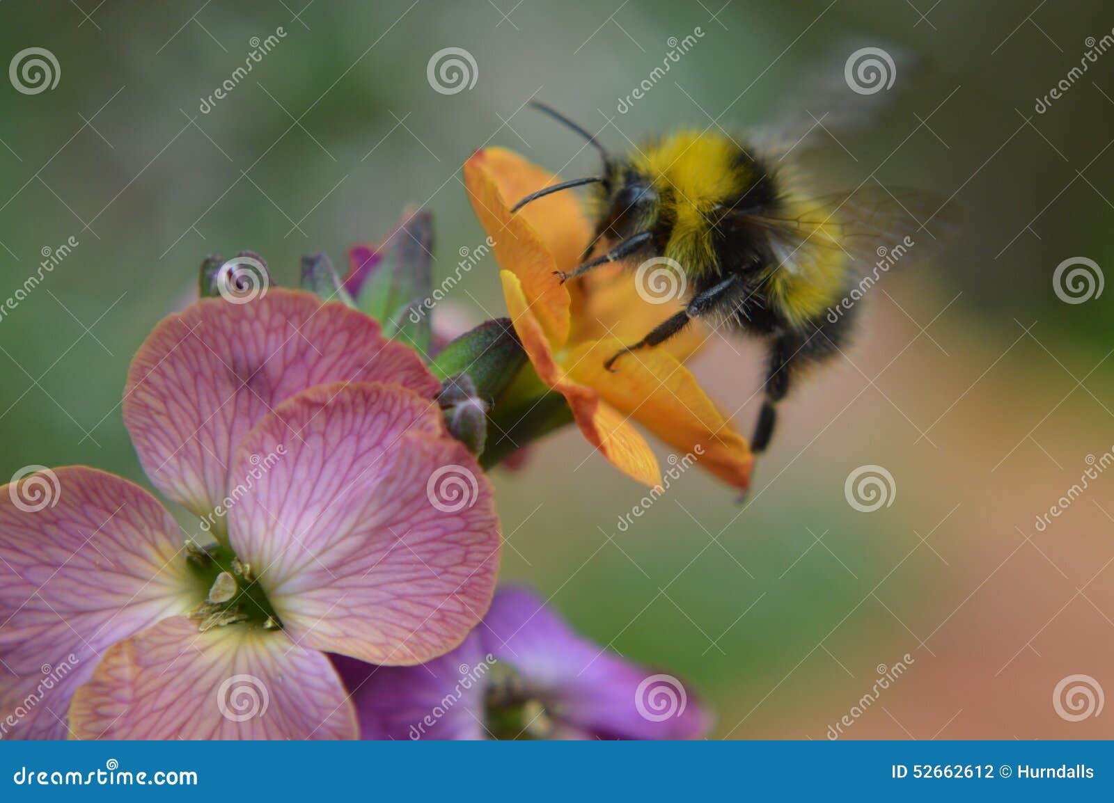 Flight of the Bumble Bee stock photo. Image of sunrise - 52662612