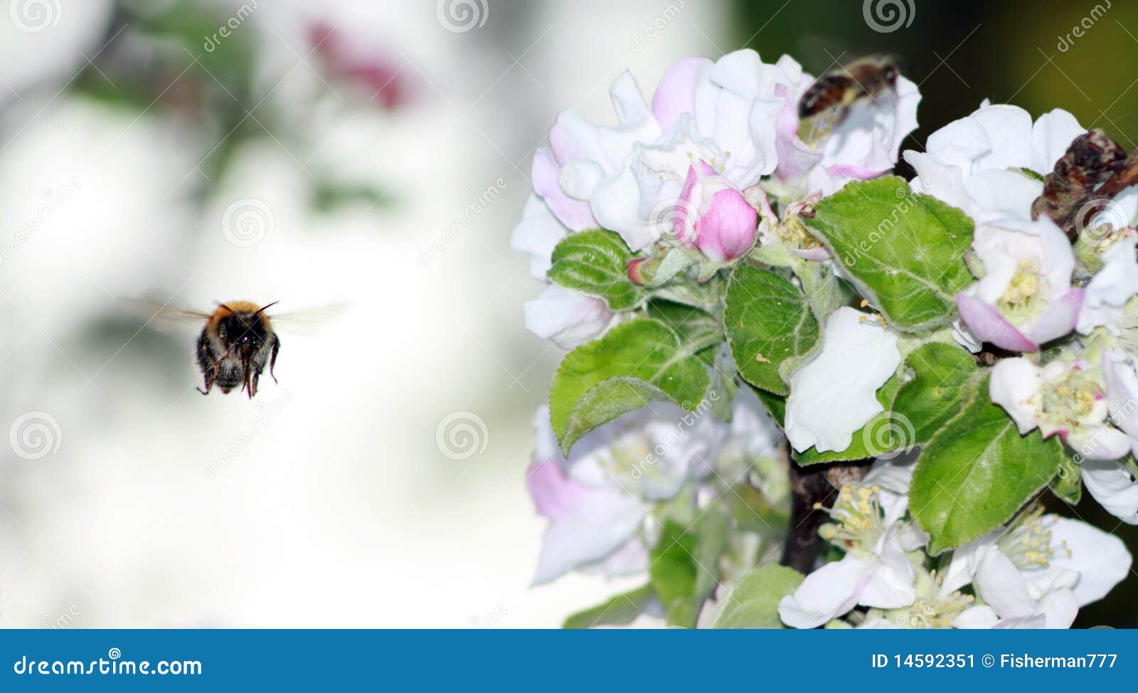 Flight of the Bumblebee stock image. Image of busy, close - 14592351