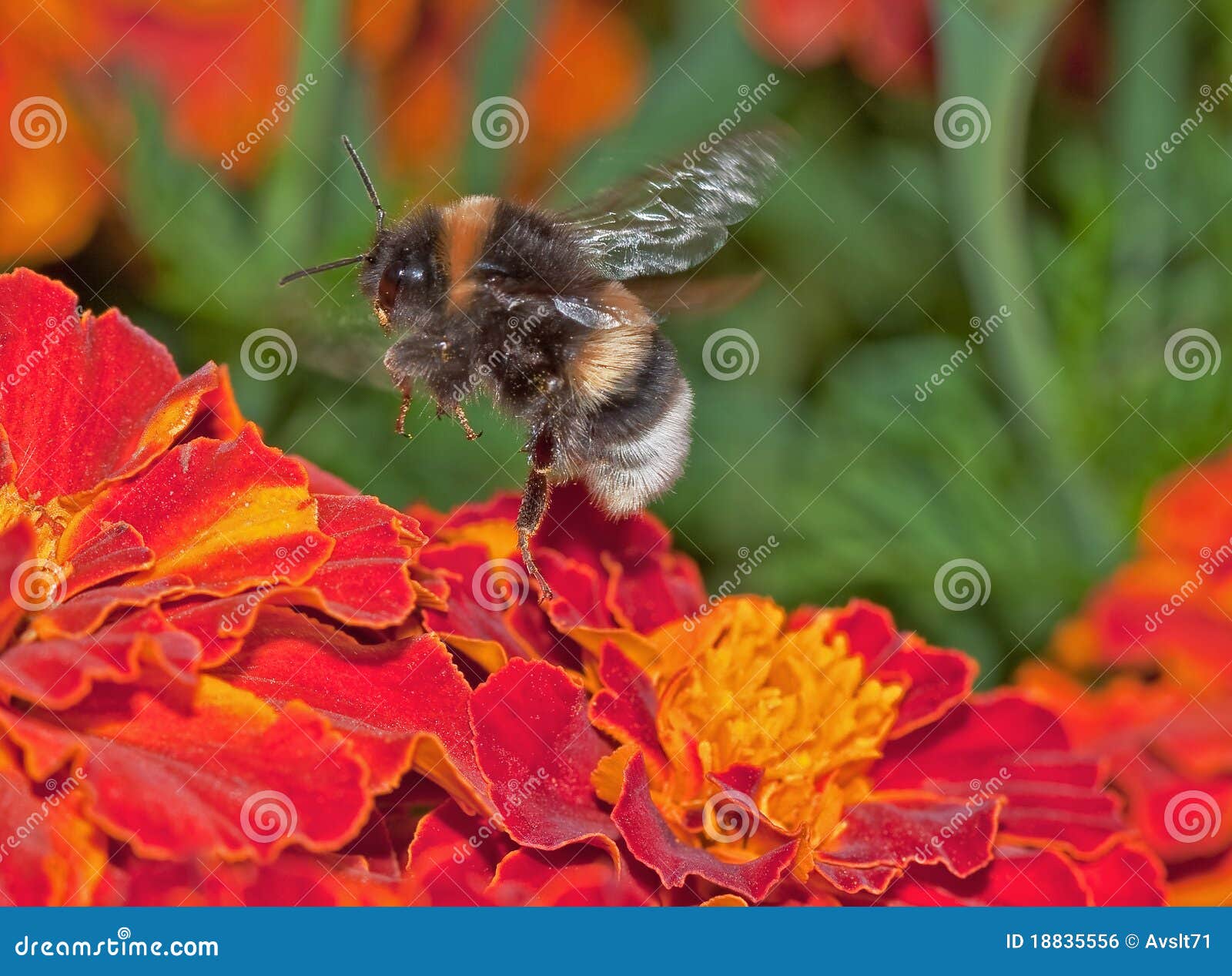 Flight of the Bumblebee stock photo. Image of growth - 18835556