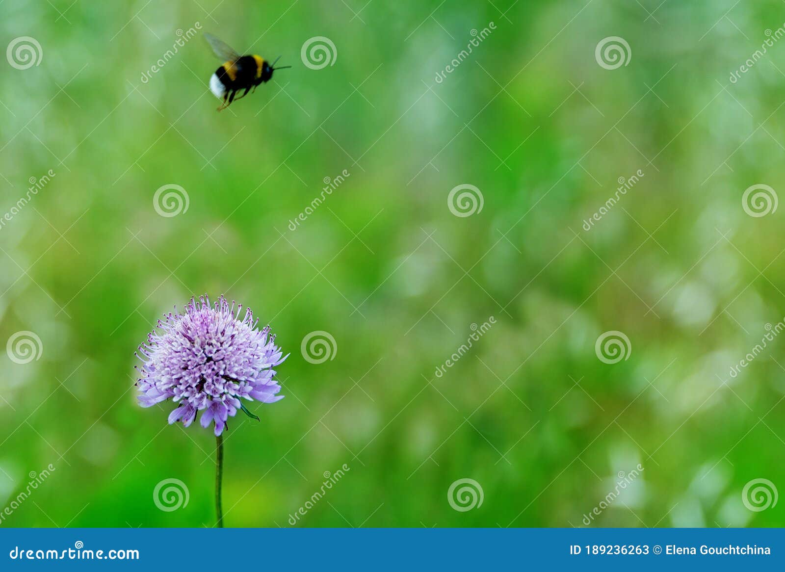 Flight of the Bumblebee stock image. Image of flight - 189236263
