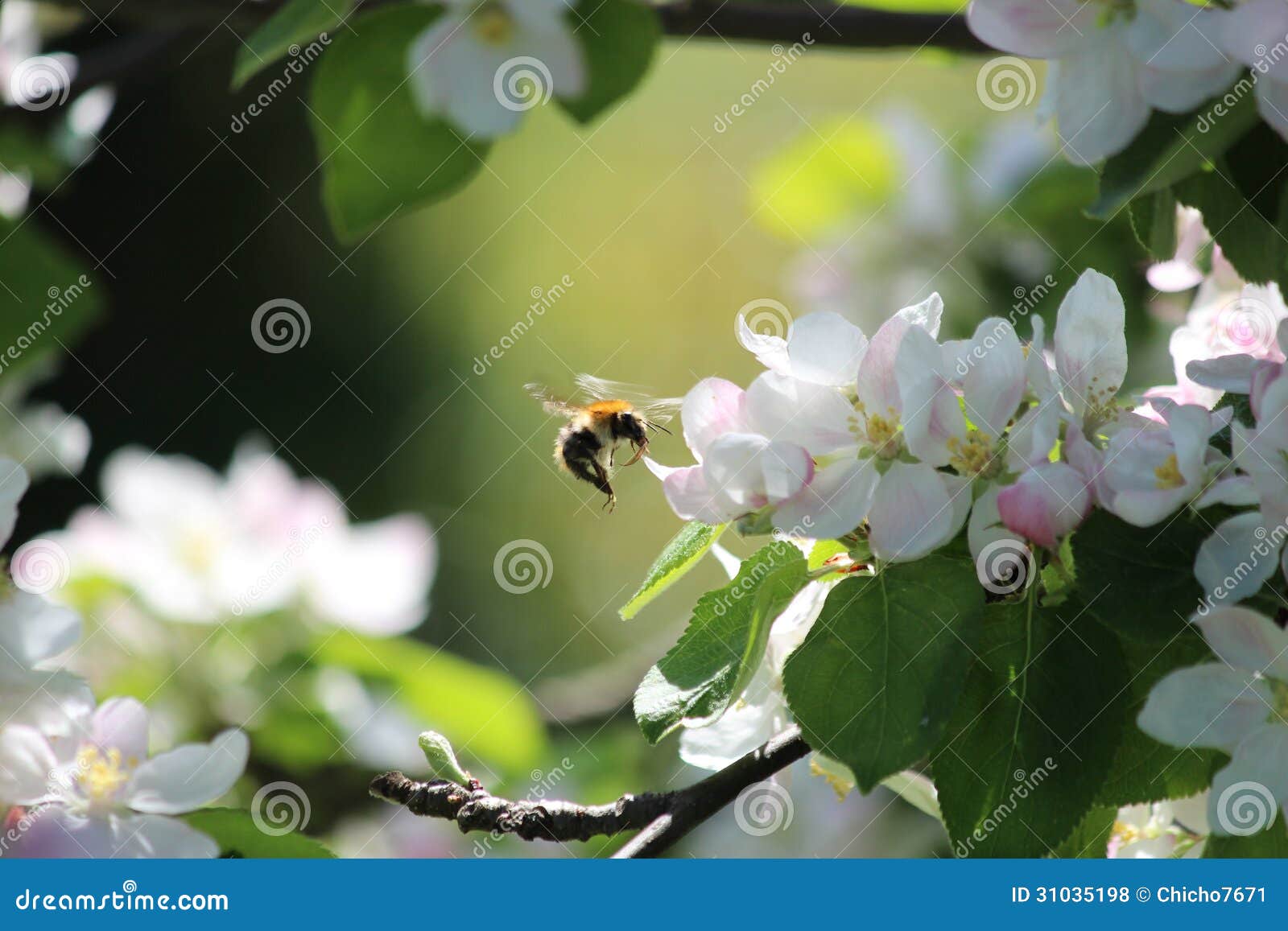 Flight of the Bumblebee stock photo. Image of stone, blossom - 31035198