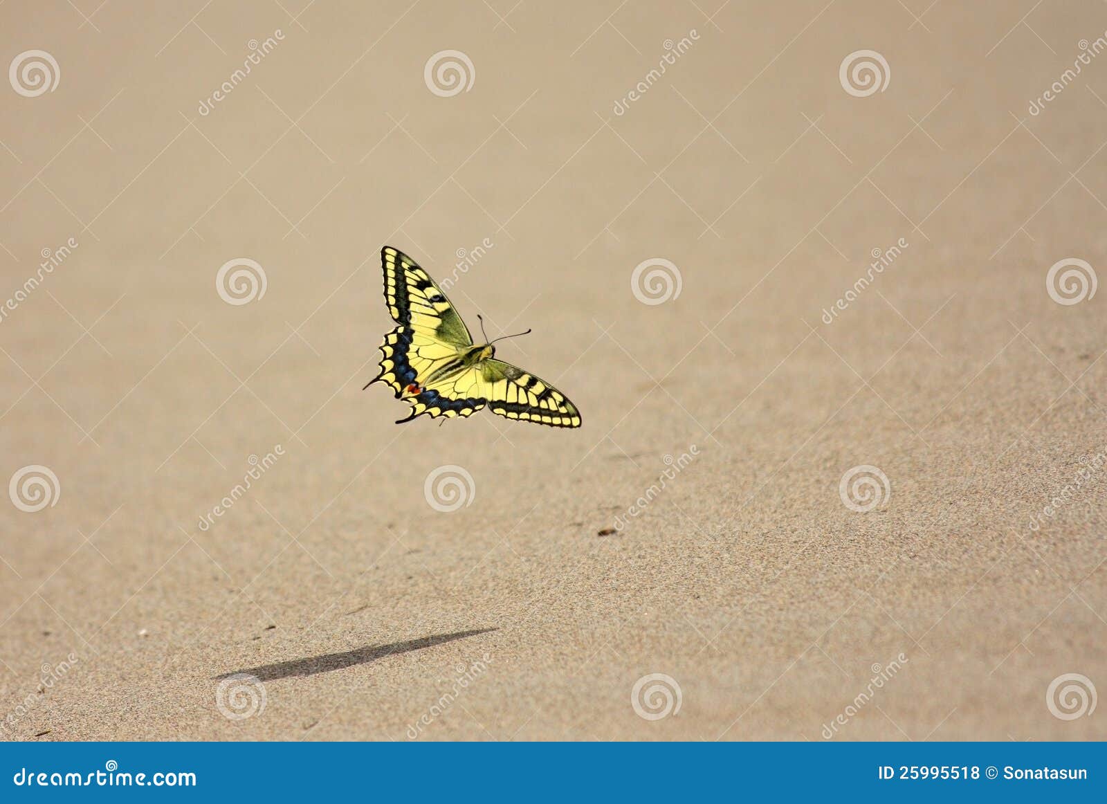 Flight Of A Butterfly Stock Photography | CartoonDealer.com #25995518