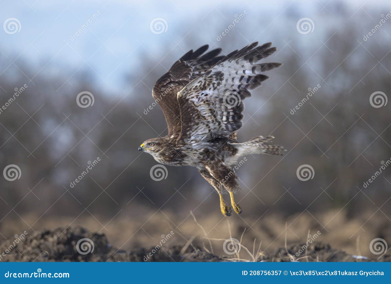 Flight of a buzzard stock image. Image of buzzard, bird - 208756357