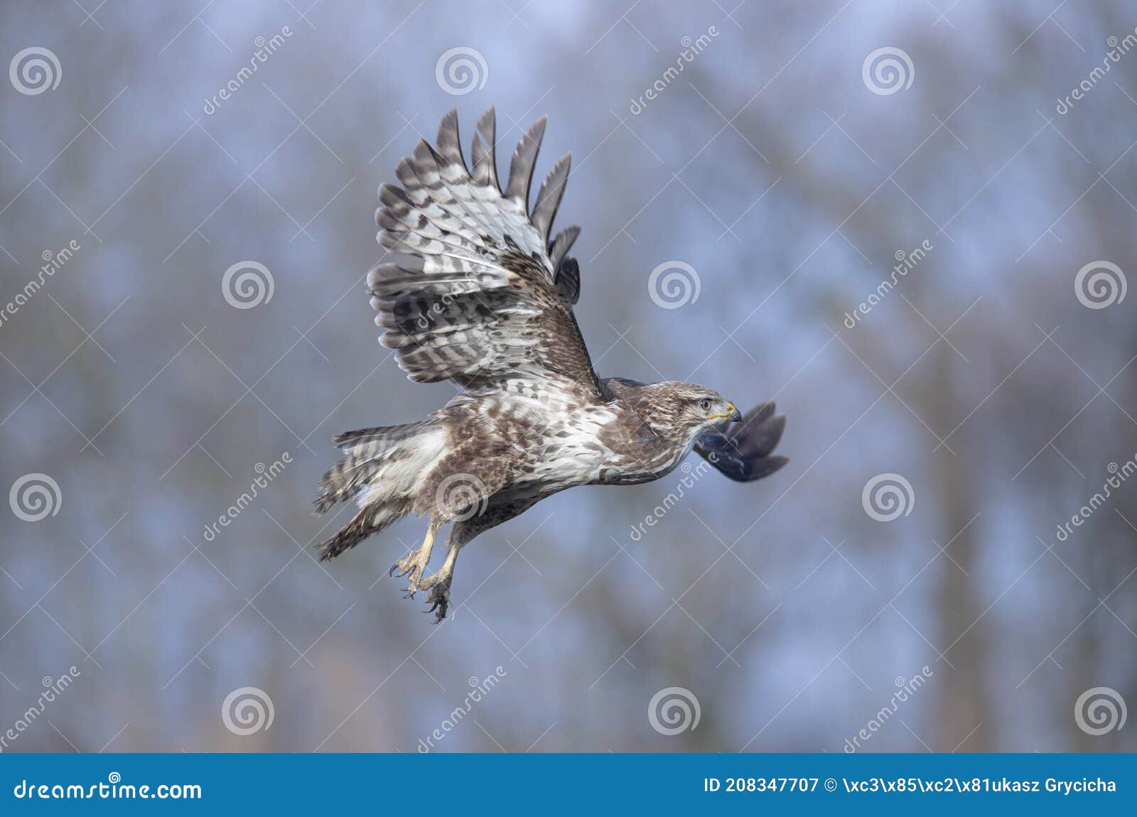 Flight of a buzzard stock image. Image of buzzard, nature - 208347707