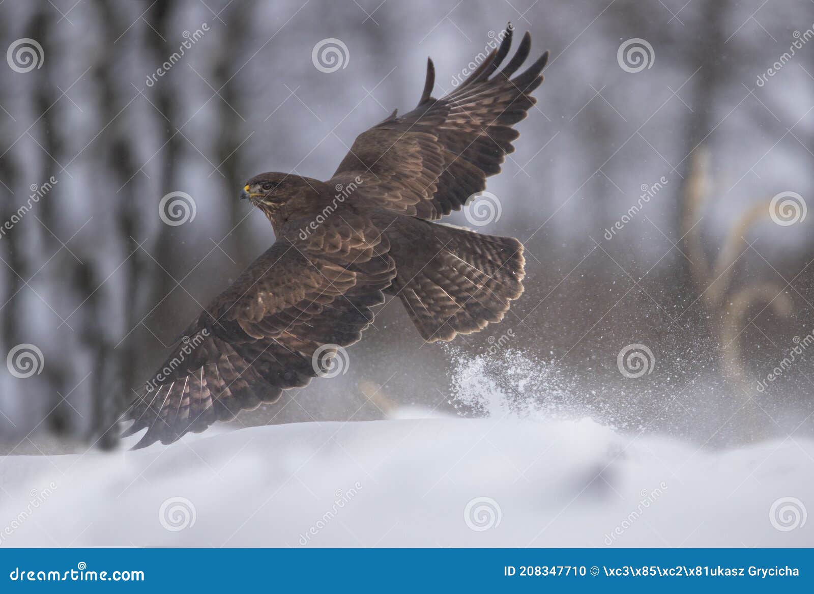 Flight of a buzzard stock photo. Image of feathers, buzzard - 208347710