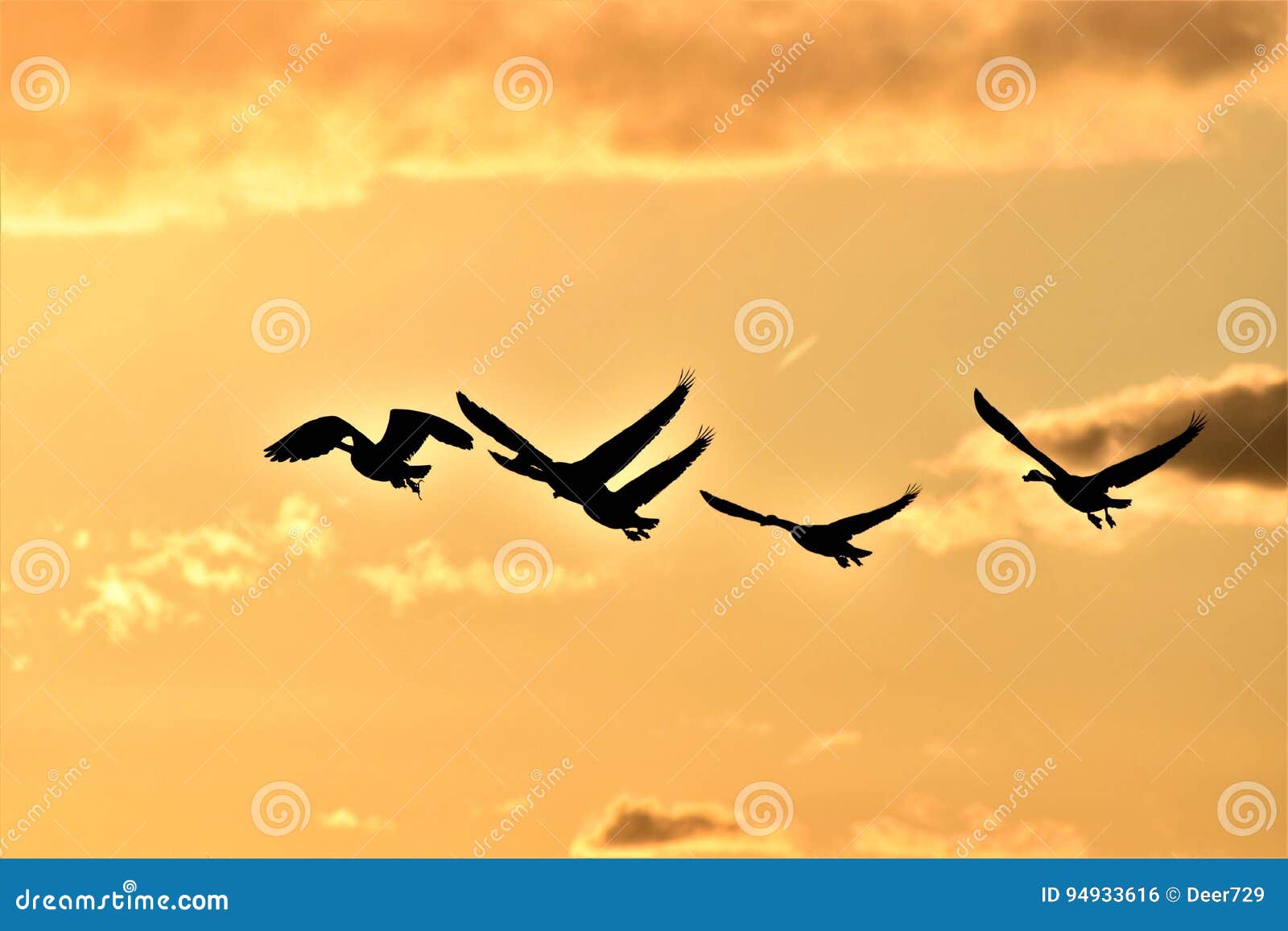Flight of Canadian Geese stock photo. Image of wild, clouds - 94933616