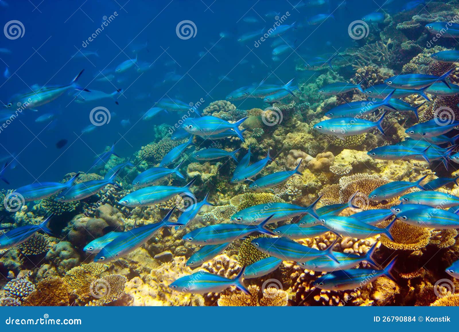 The Flight of Dark Blue Fishes Floats in the Ocean Stock Photo - Image ...