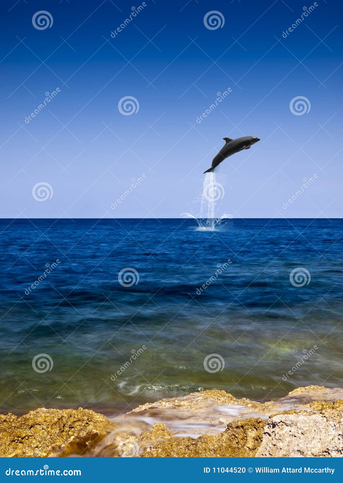 Flight of the Dolphin stock photo. Image of mediterranean - 11044520