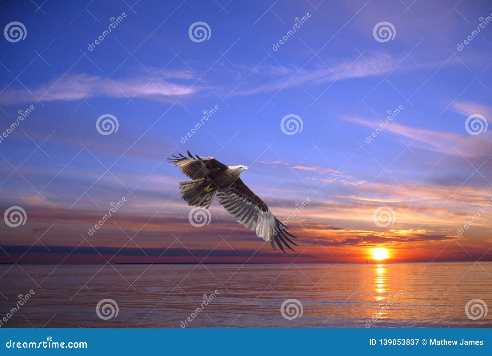 Flying Eagle Over Sea in Cochin, India Stock Image - Image of ...