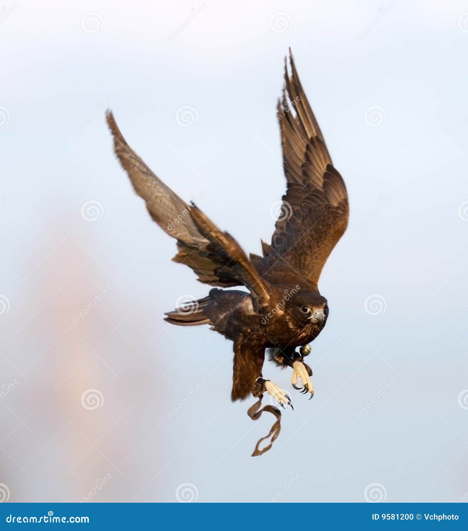 Flight of the falcon stock photo. Image of flight, season - 9581200