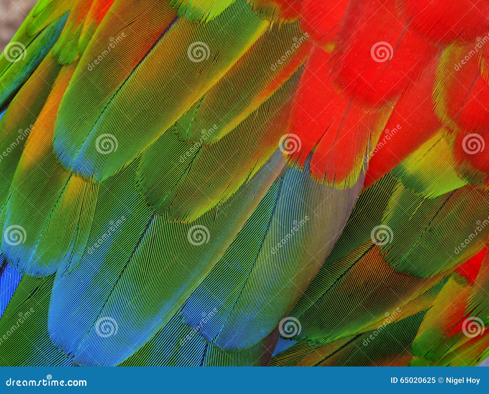 Close Up of Wing Feathers on a Macaw Stock Image - Image of close ...