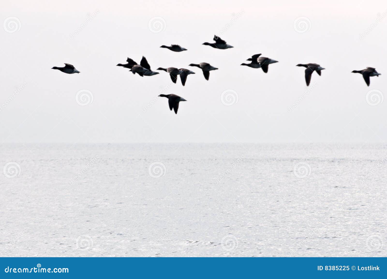 Flight of geese stock image. Image of leader, moving, group - 8385225
