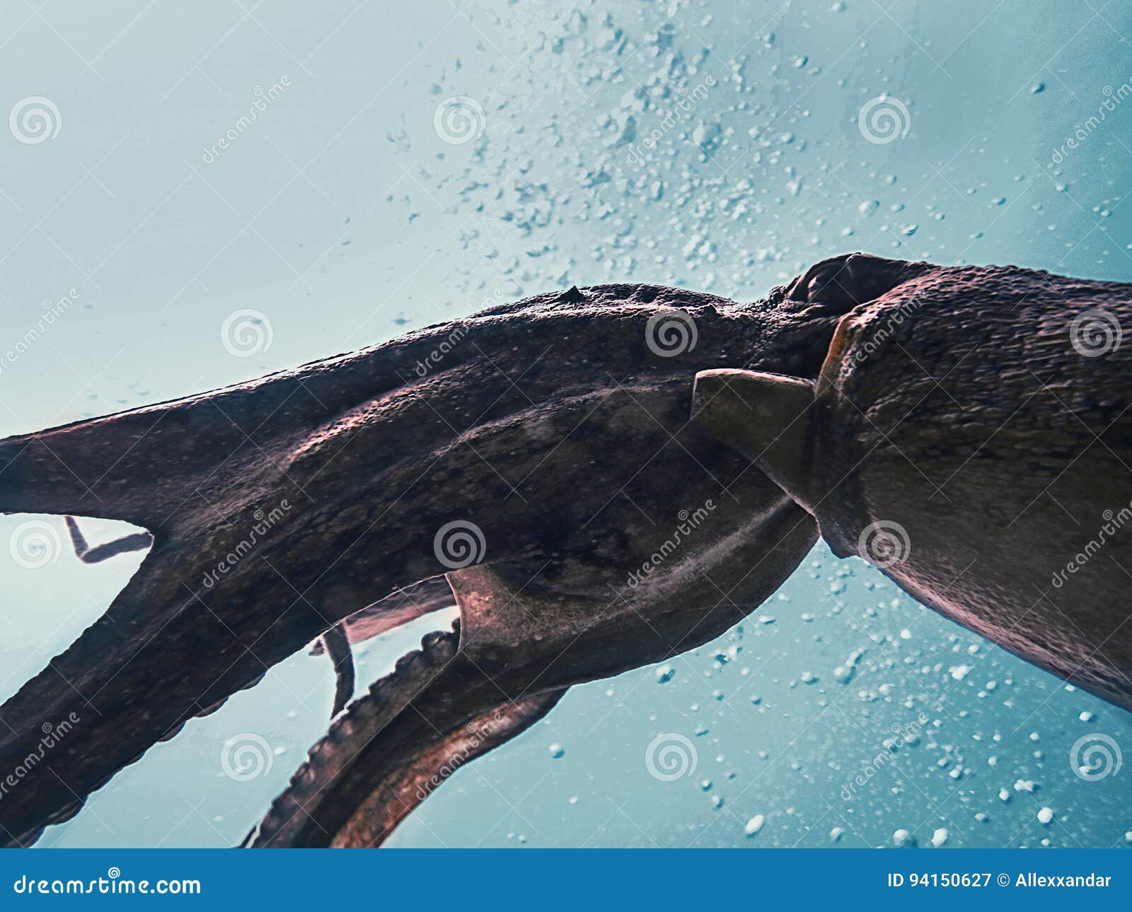 Flight of giant octopus stock image. Image of common - 94150627
