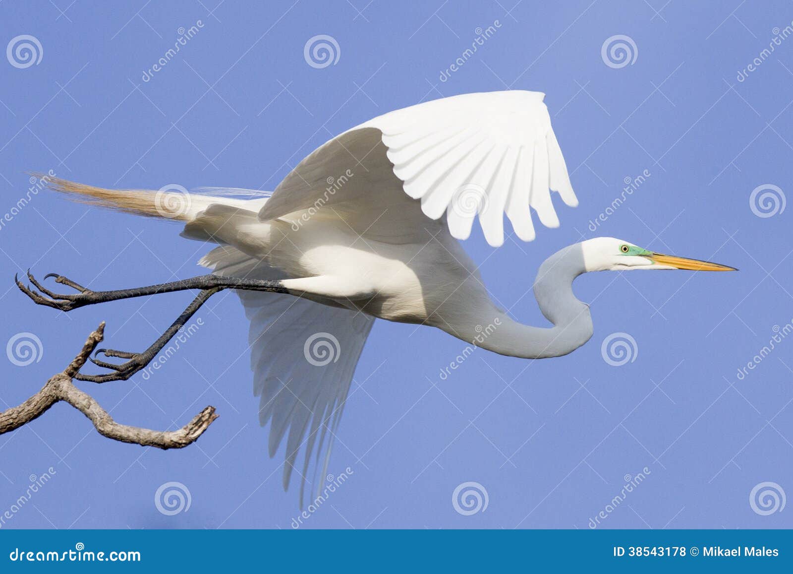 Flight of great egret stock photo. Image of chiroptera - 38543178