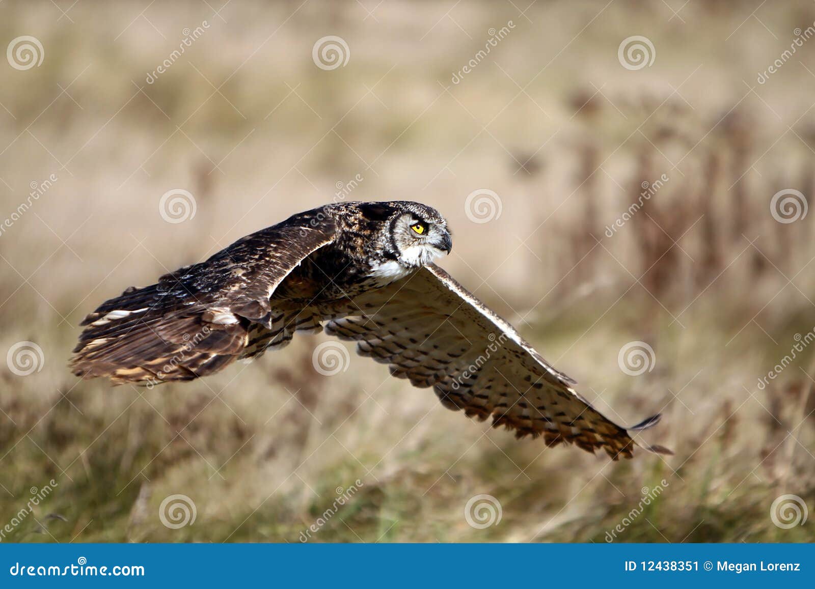 In-Flight of a Great Horned Owl Stock Image - Image of actions ...