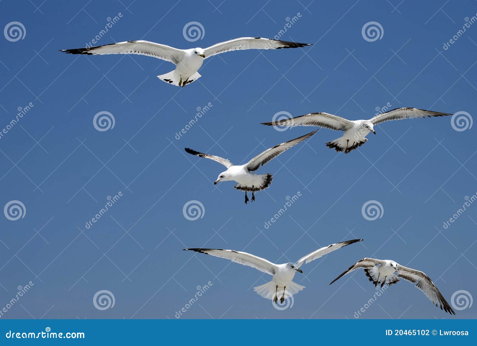 Flight of Gulls stock photo. Image of seashore, searching - 20465102
