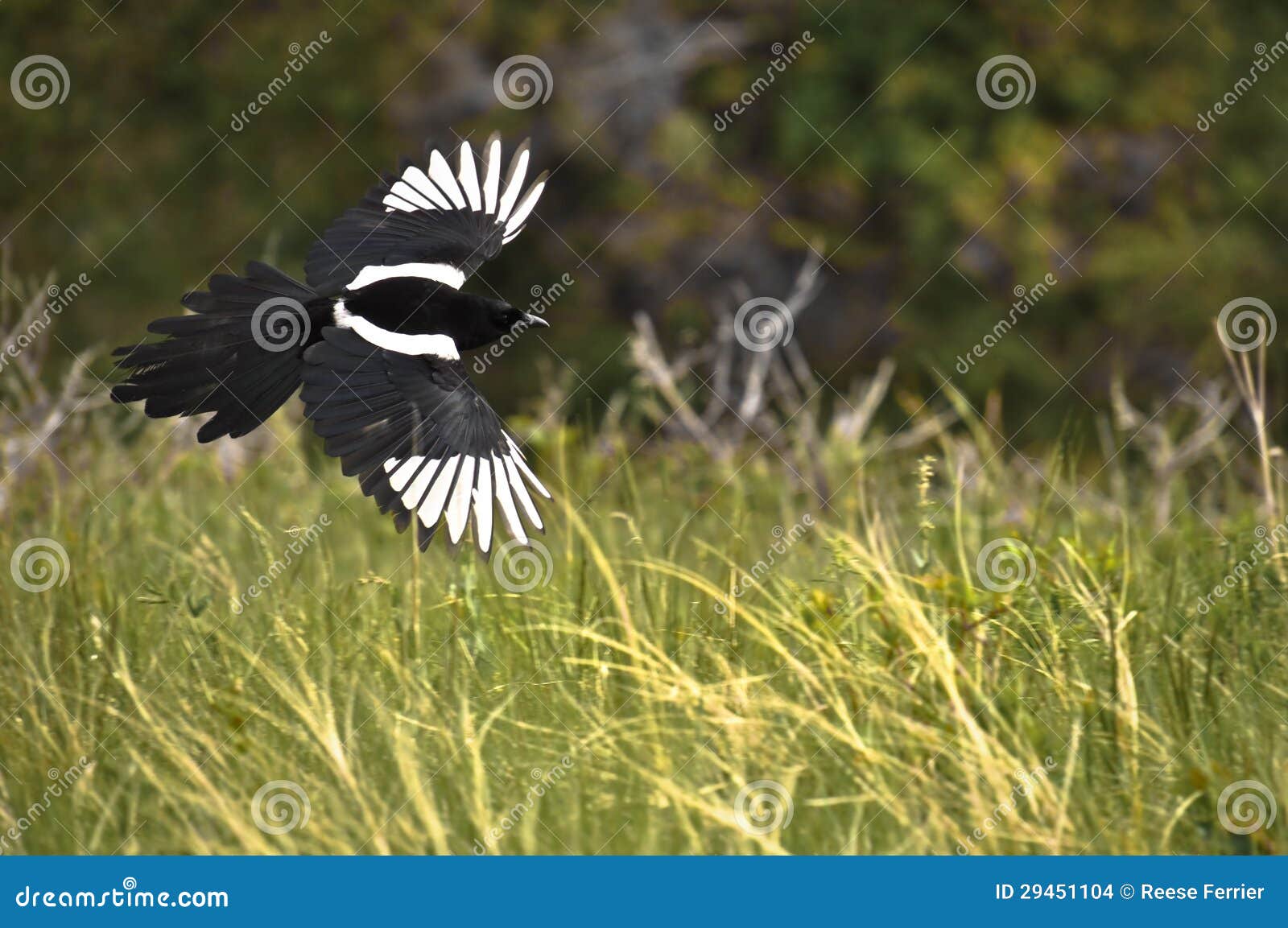 Flight of the Magpie stock photo. Image of feather, bird - 29451104