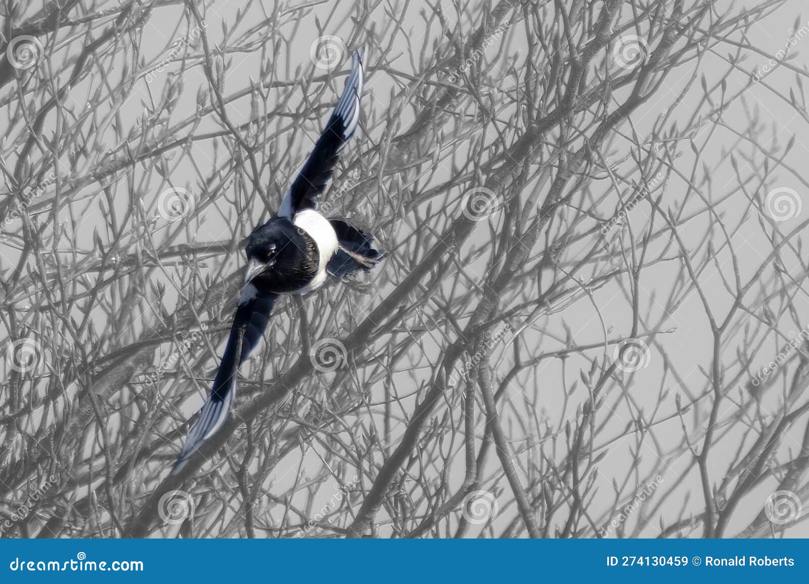 Flight of a Magpie in Winter Setting Stock Image - Image of animal ...