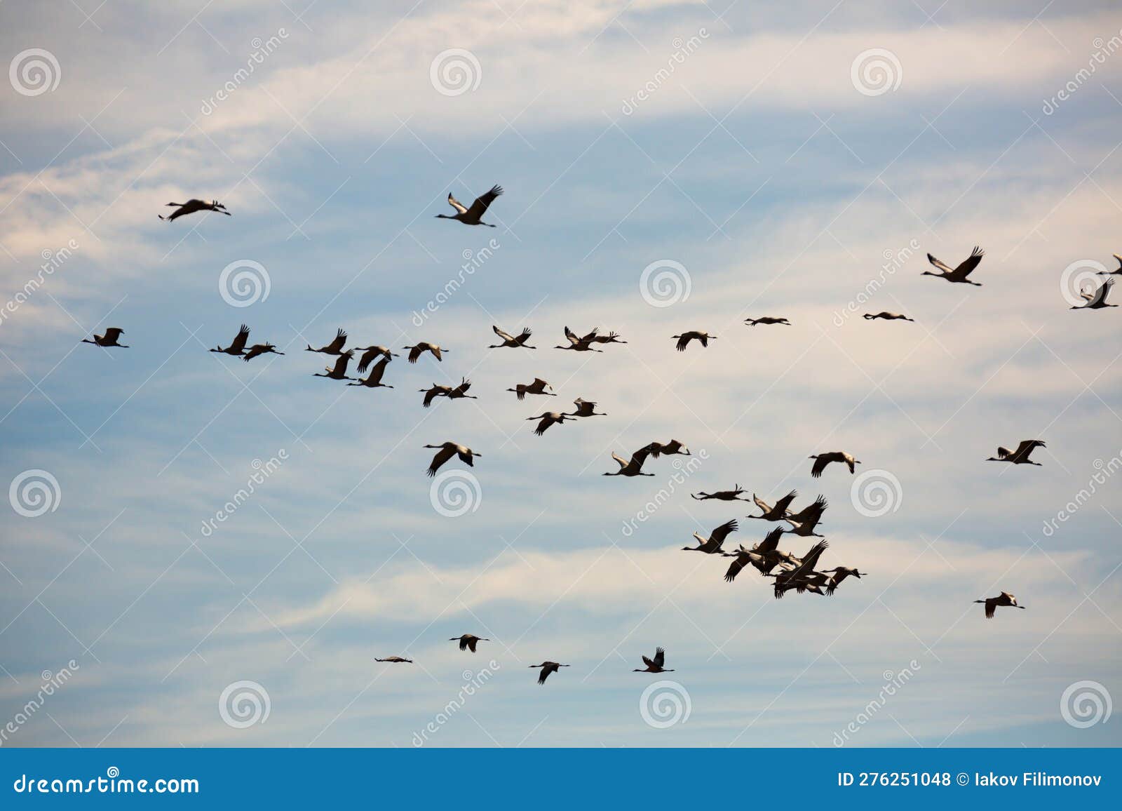 Flight of Migrating Cranes in Cloud Sky Stock Photo - Image of flying ...