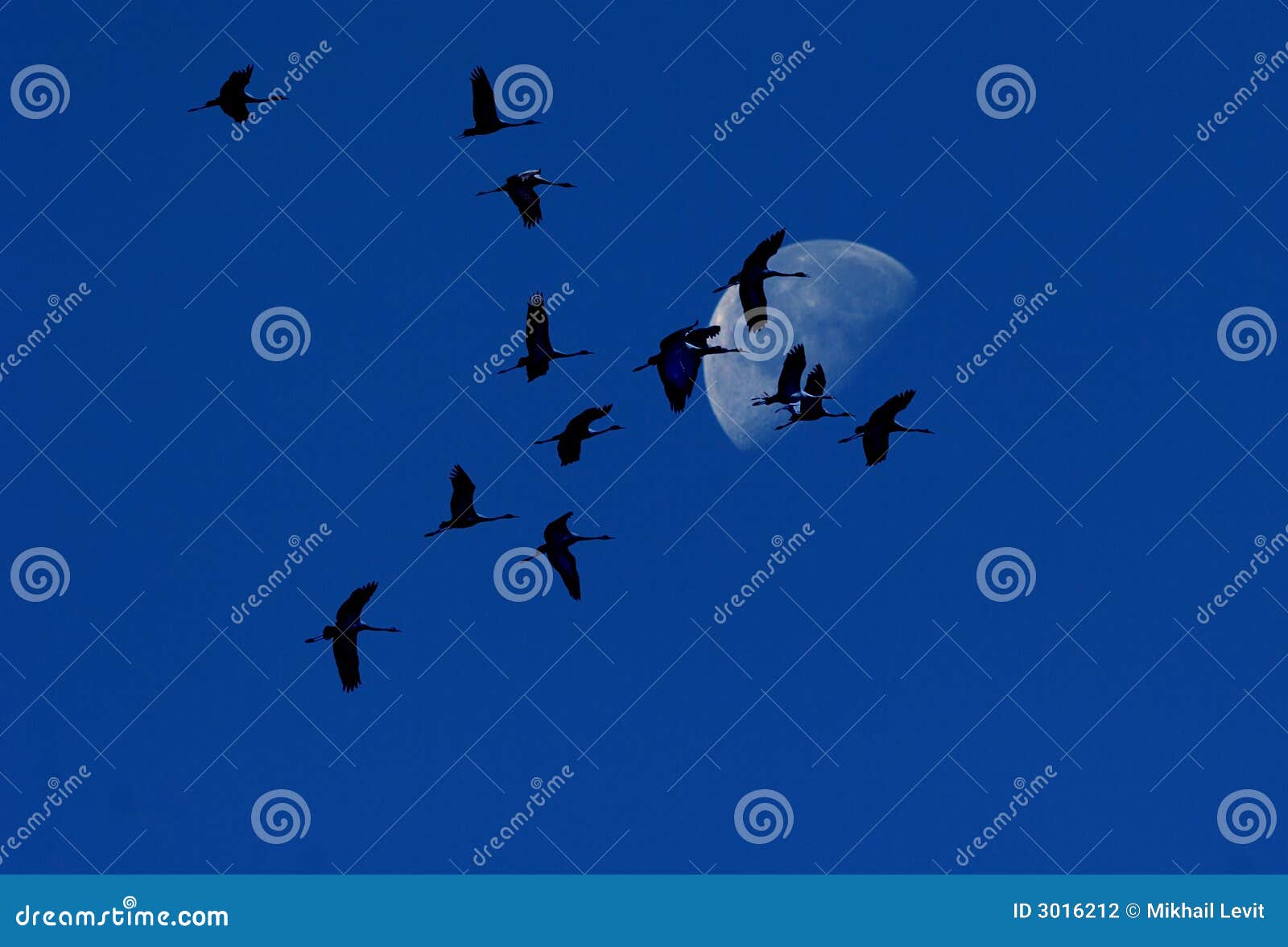 Flight at Night stock photo. Image of triangle, expressive - 3016212