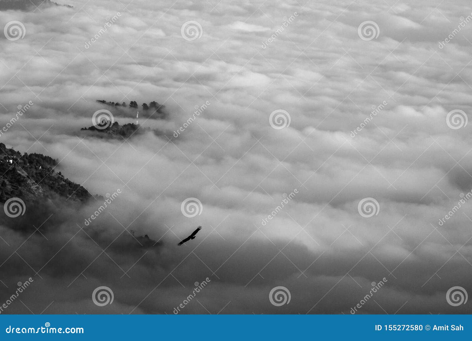 The flight stock photo. Image of nature, flight, india - 155272580