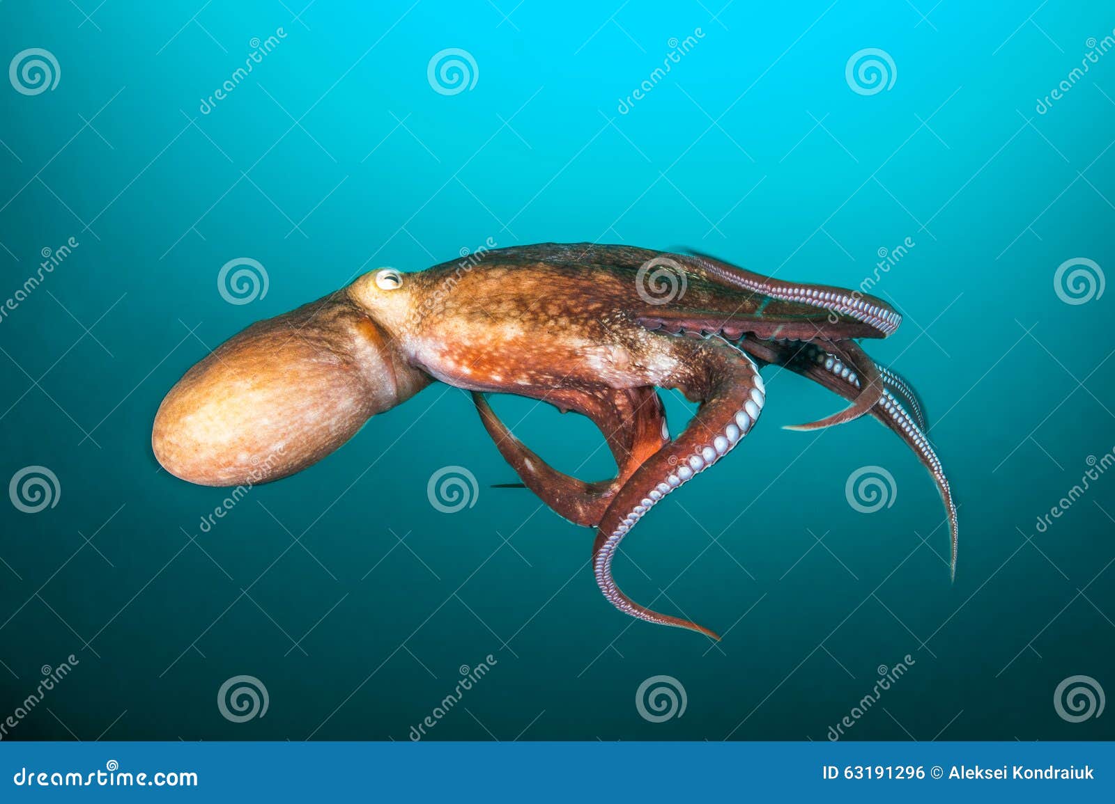 Flight of Octopus in the Deep Stock Photo - Image of animal, deep: 63191296