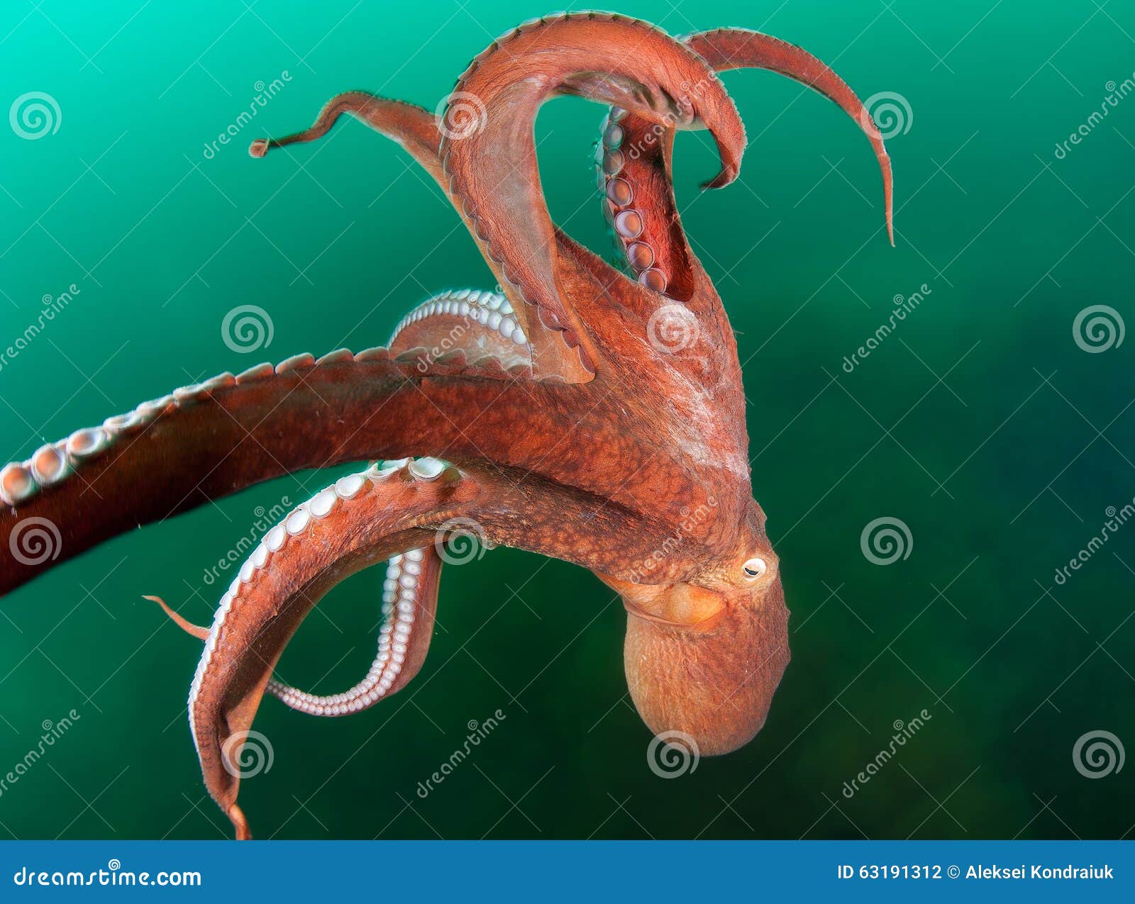 Flight of Octopus in the Deep Stock Photo - Image of wildlife, water ...