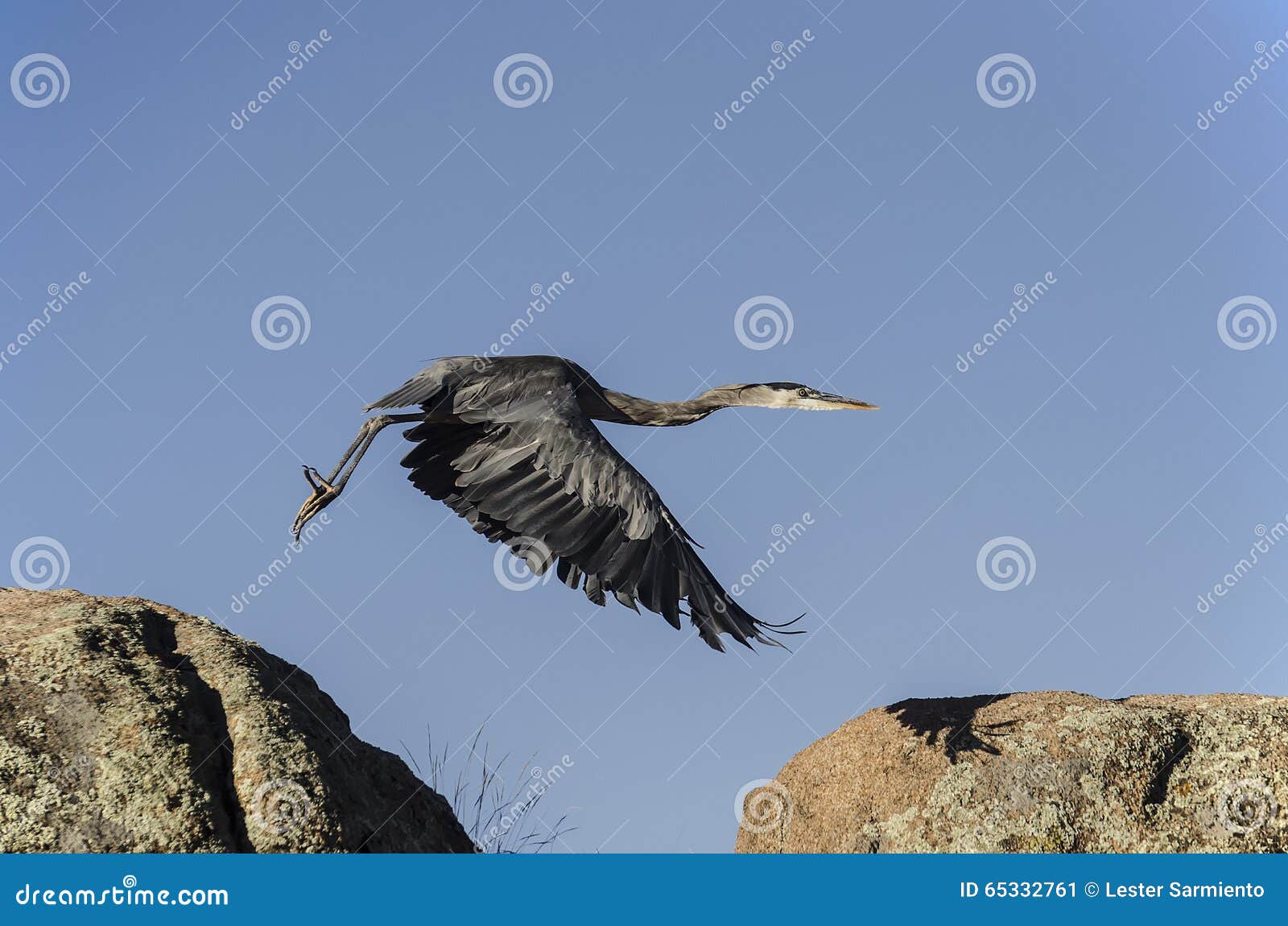 Flight Path stock image. Image of heron, boulders, bird - 65332761