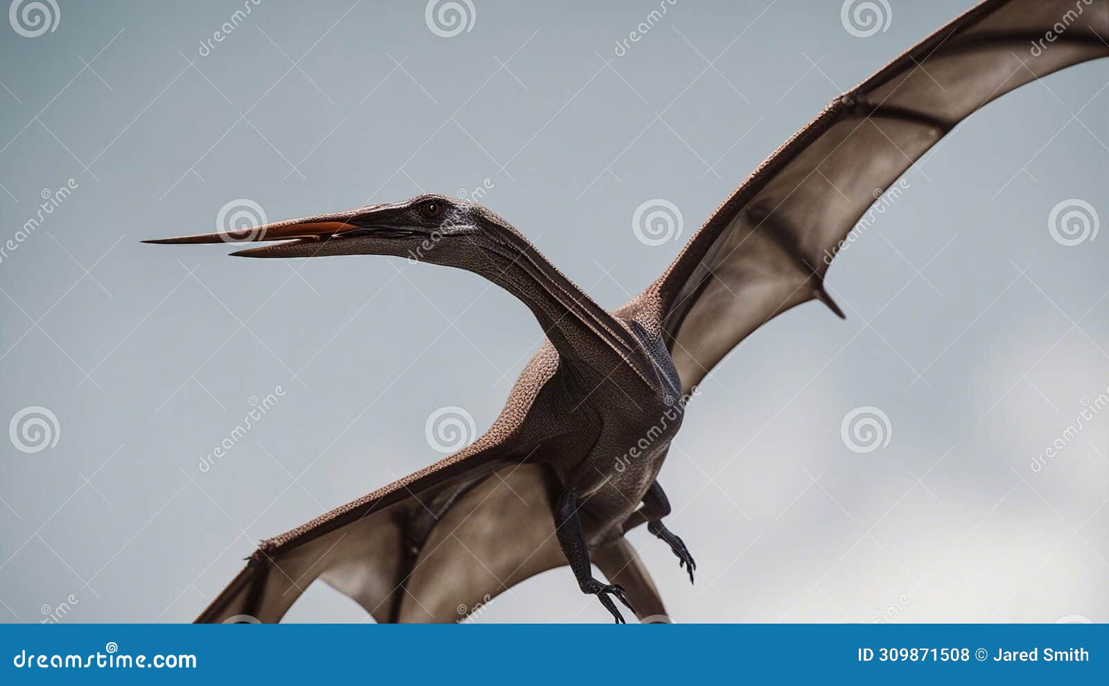 In Flight Pteranodon Pterodactyl Dinosaur On White Background Stock ...