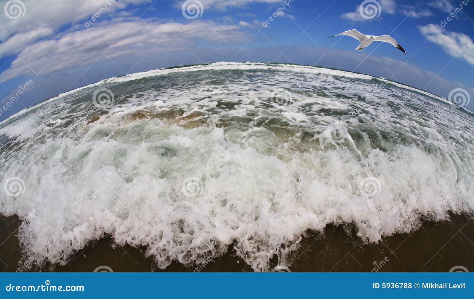Flight Of The Seagull Above The Gale Sea. Picture Image: 5936788