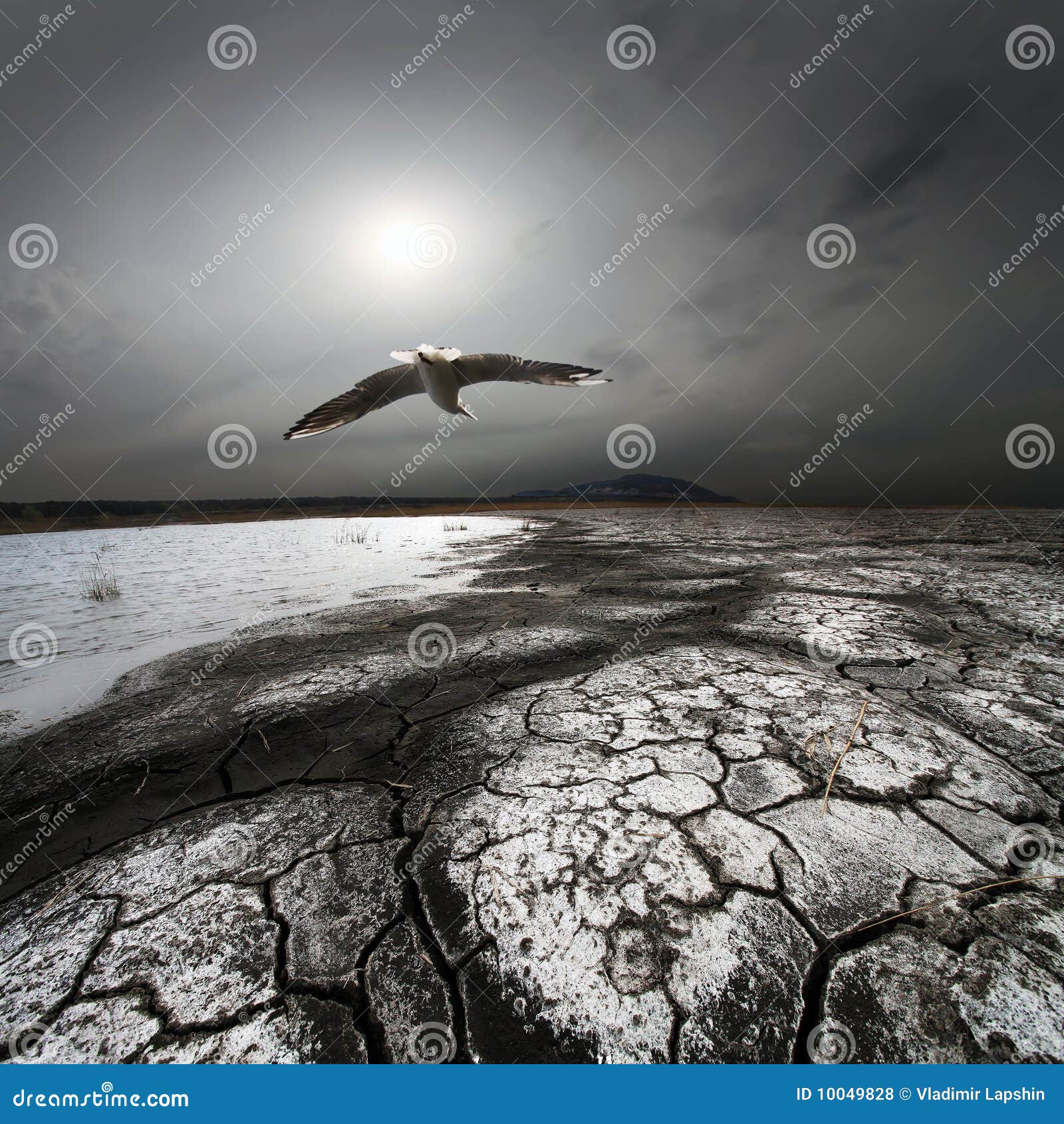Flight of a Seagull Over a Colliery Waste Heap Stock Photo - Image of ...
